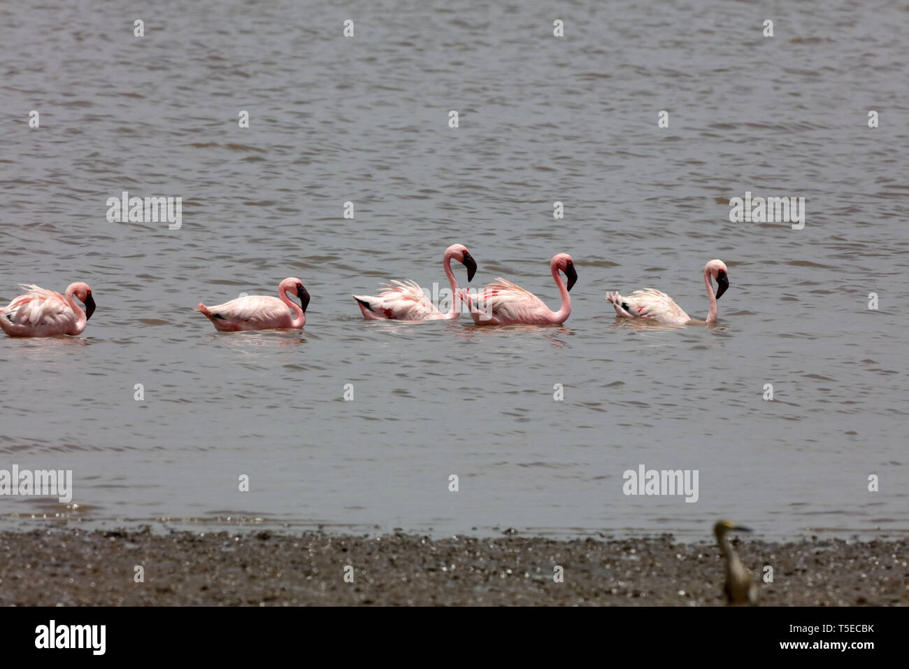 Lesser flamingo, tapi river, Surat, Gujarat, India, Asia Stock Photo ...