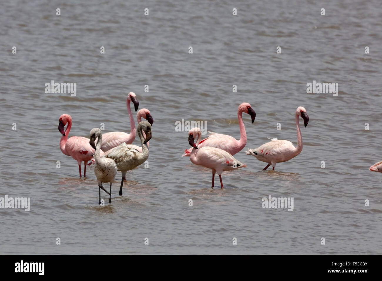 Lesser flamingo, tapi river, Surat, Gujarat, India, Asia Stock Photo ...