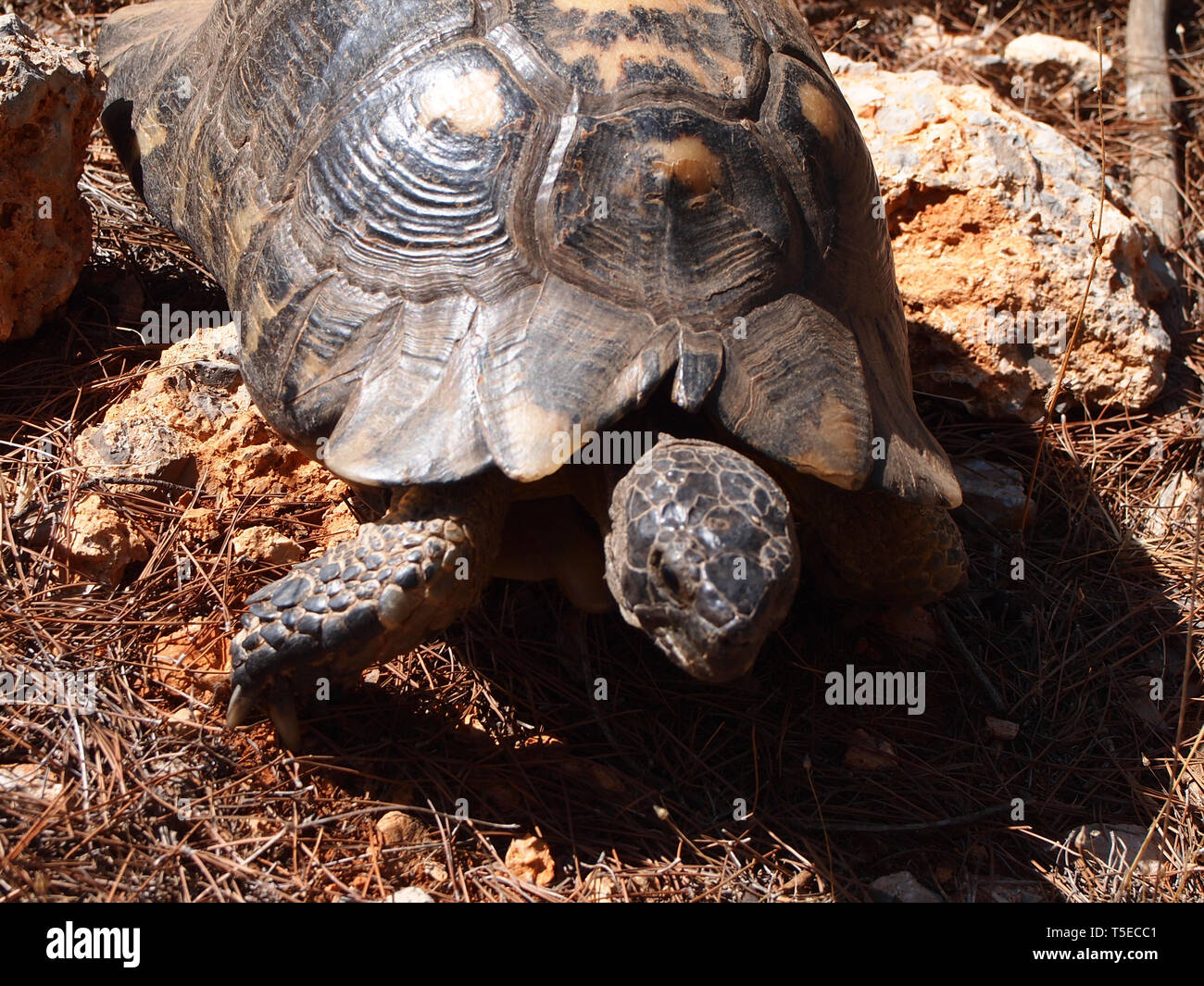 Tortoise taxonomy hi-res stock photography and images - Alamy