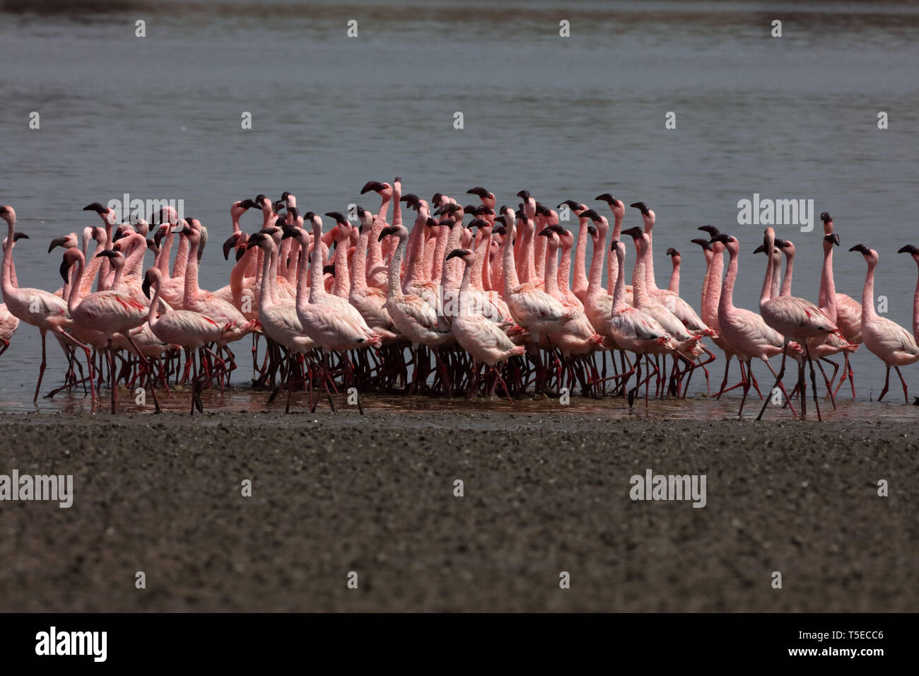 Lesser flamingo, tapi river, Surat, Gujarat, India, Asia Stock Photo ...