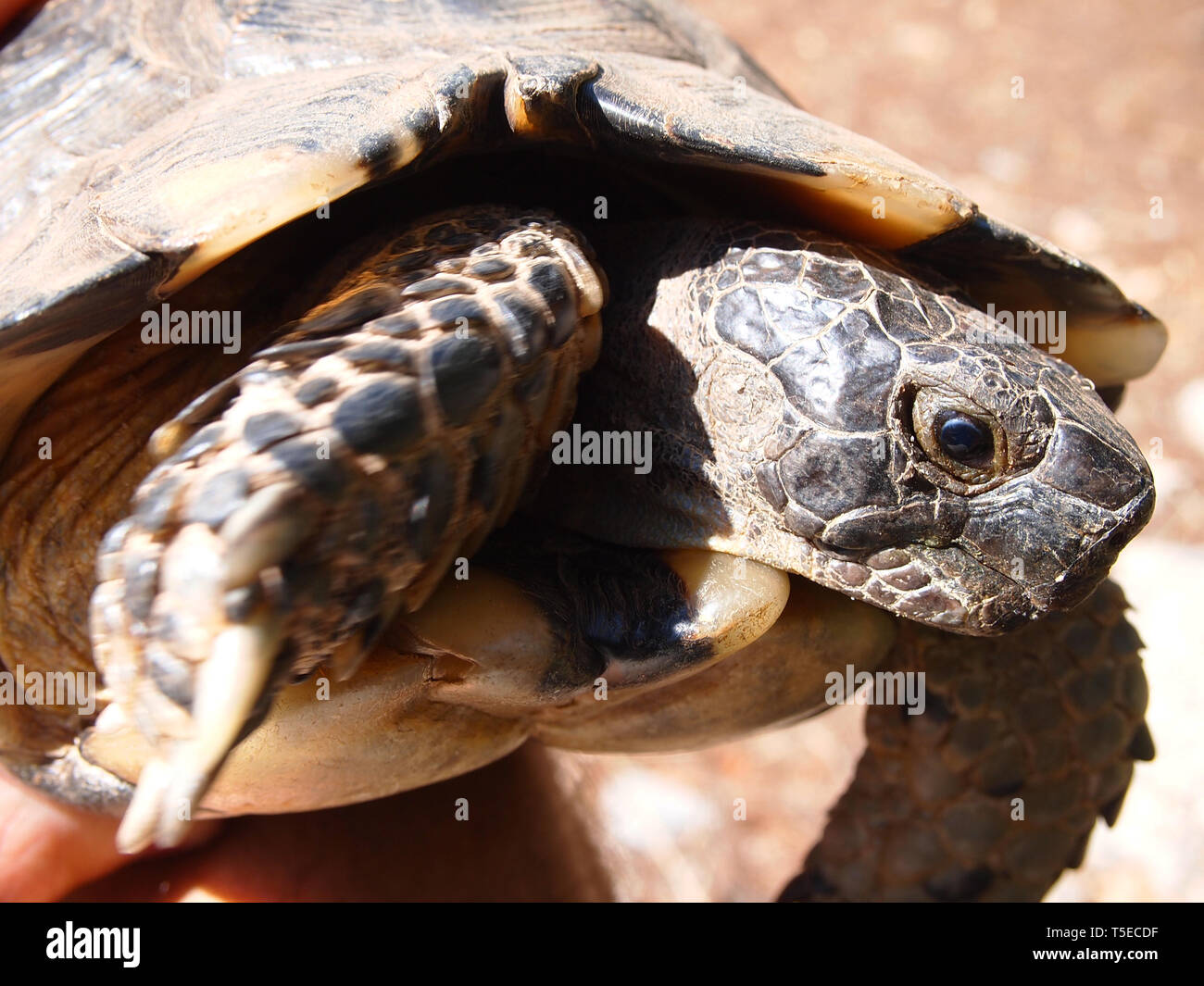 Tortoise taxonomy hi-res stock photography and images - Alamy