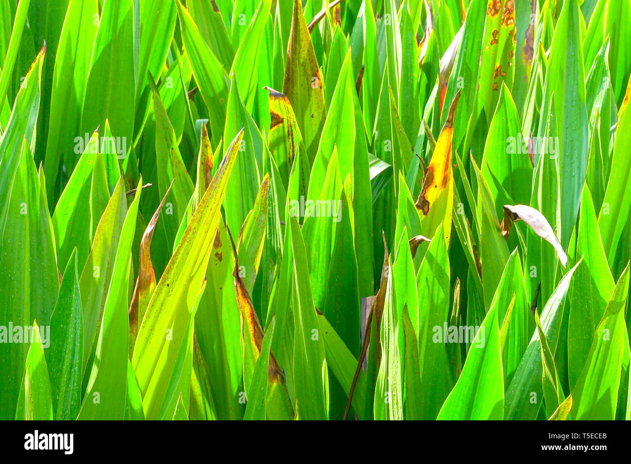 Green plants nature closeup view, background or texture concept Stock ...