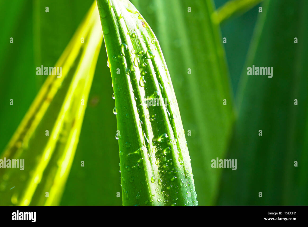 Green plants nature closeup view, background or texture concept Stock ...