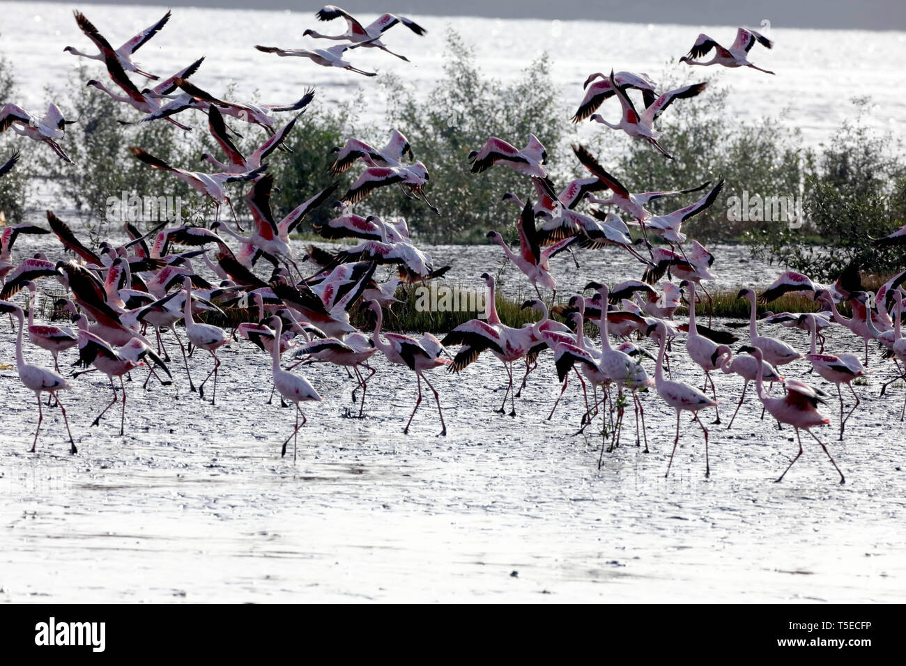 Lesser flamingo, tapi river, Surat, Gujarat, India, Asia Stock Photo ...