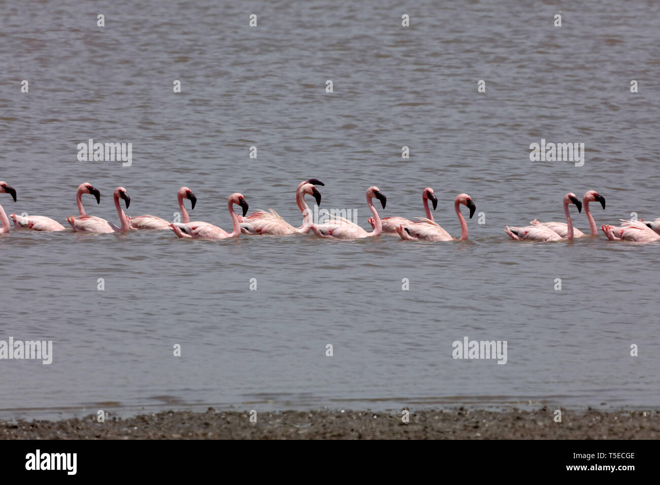 Lesser flamingo, tapi river, Surat, Gujarat, India, Asia Stock Photo ...