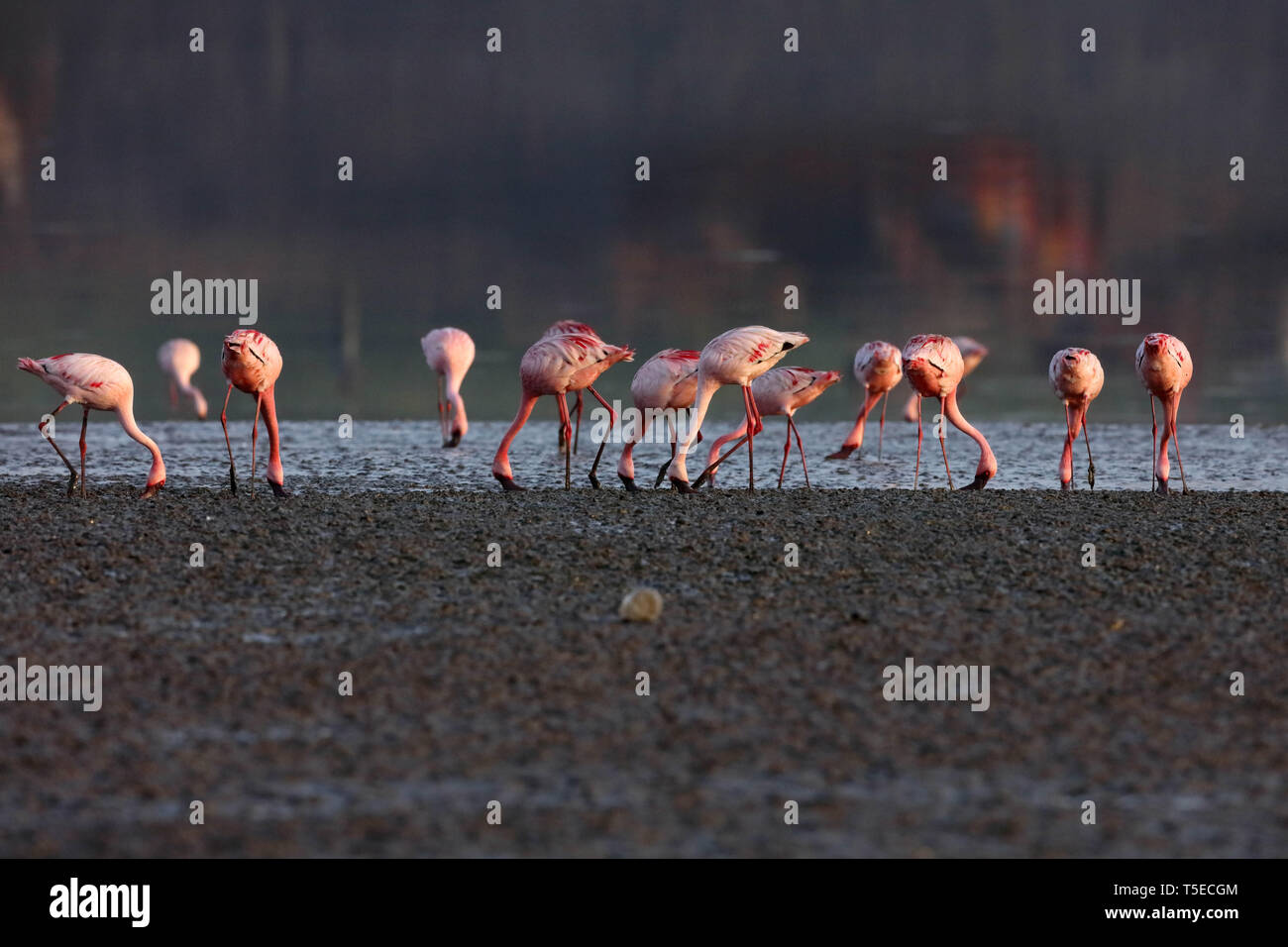 Lesser flamingo, tapi river, Surat, Gujarat, India, Asia Stock Photo ...
