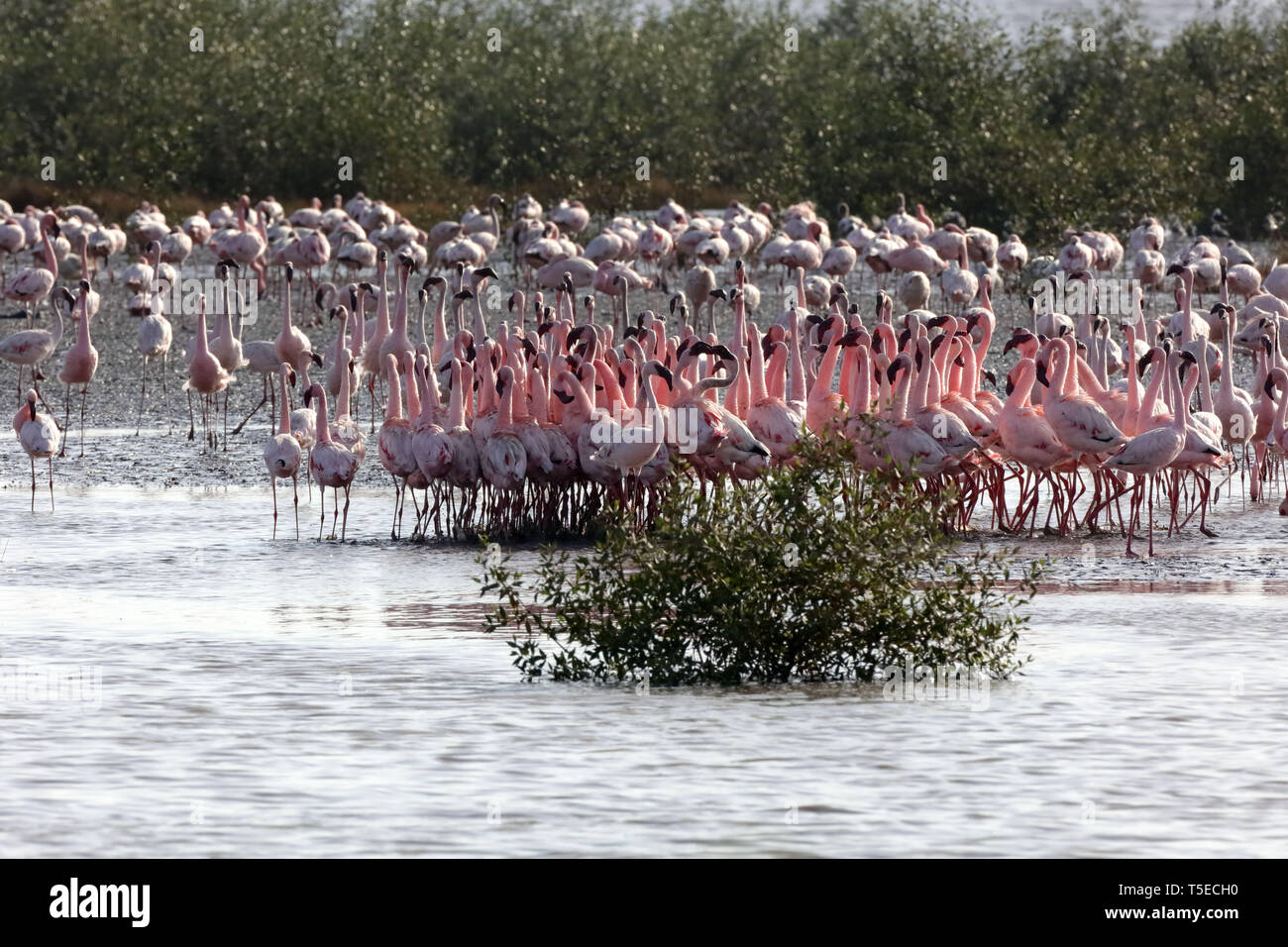 Lesser flamingo, tapi river, Surat, Gujarat, India, Asia Stock Photo ...