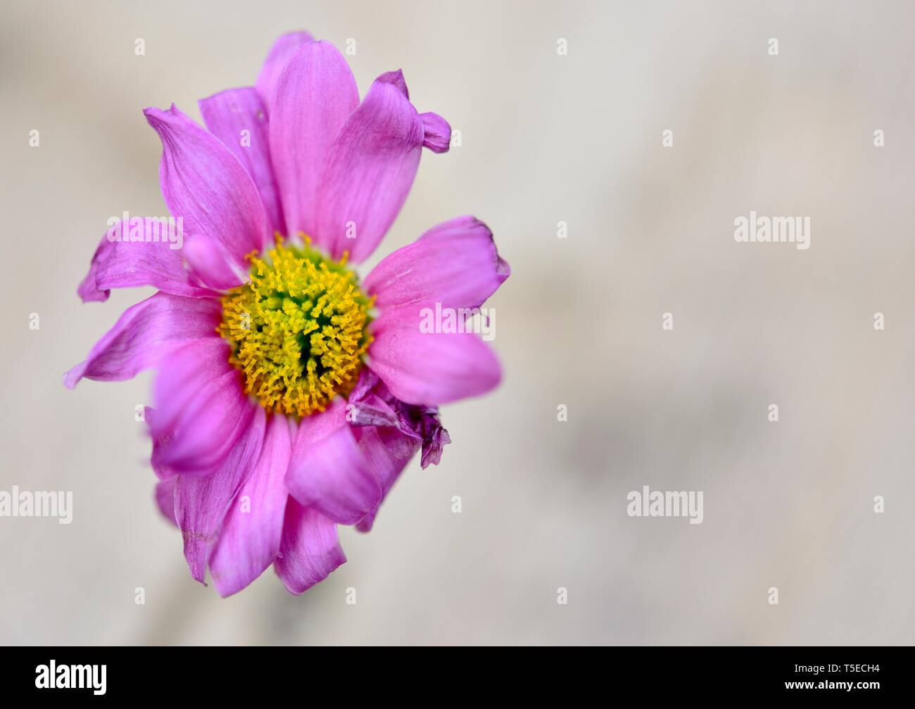 Gerbera asteraceae hi-res stock photography and images - Alamy