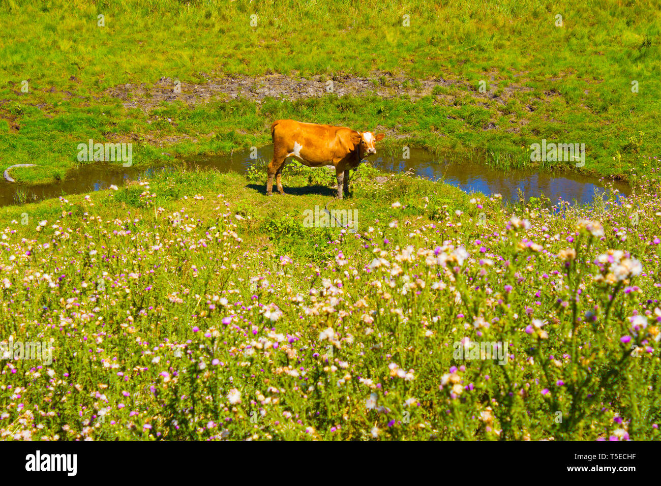 Cow brook hi-res stock photography and images - Alamy