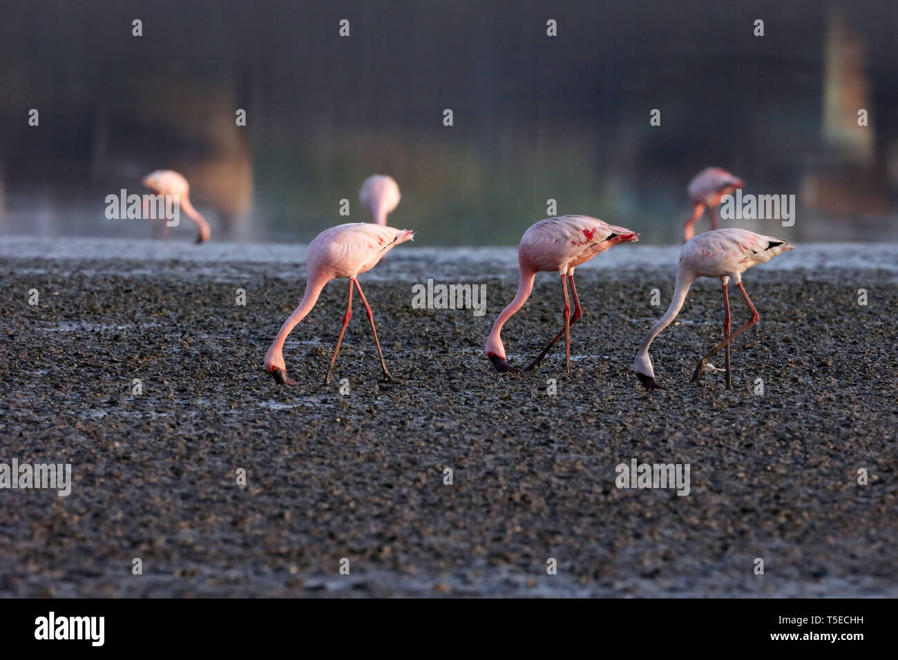 Lesser flamingo, tapi river, Surat, Gujarat, India, Asia Stock Photo ...