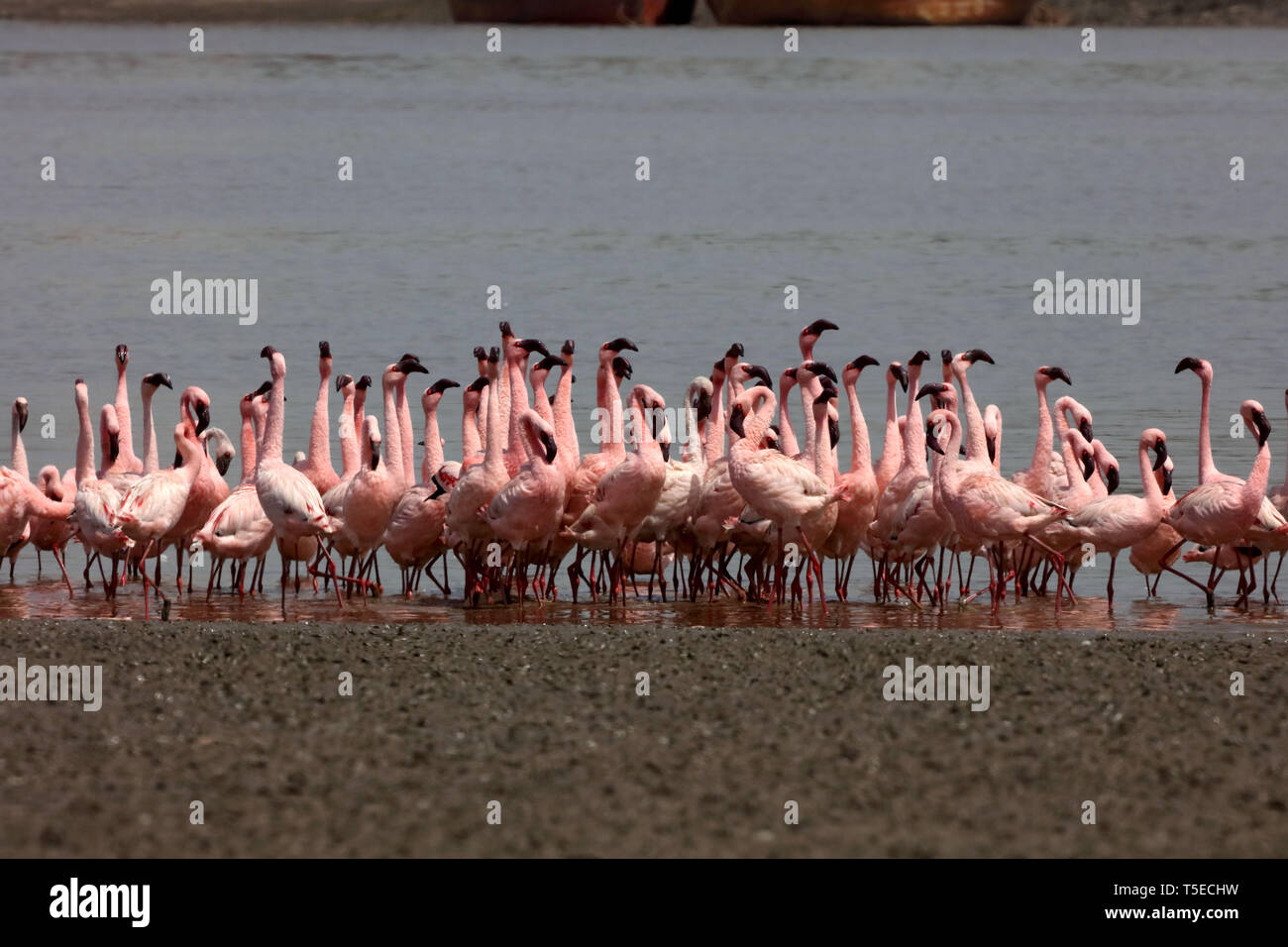 Lesser flamingo, tapi river, Surat, Gujarat, India, Asia Stock Photo ...