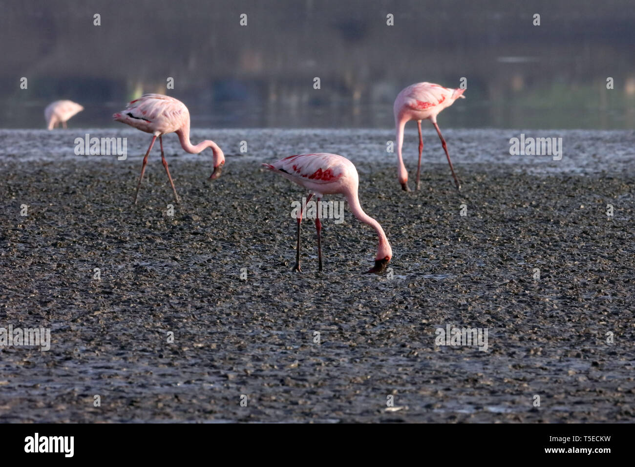 Lesser flamingo, tapi river, Surat, Gujarat, India, Asia Stock Photo ...