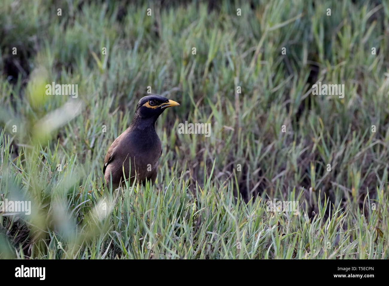 Tapi river hi-res stock photography and images - Alamy
