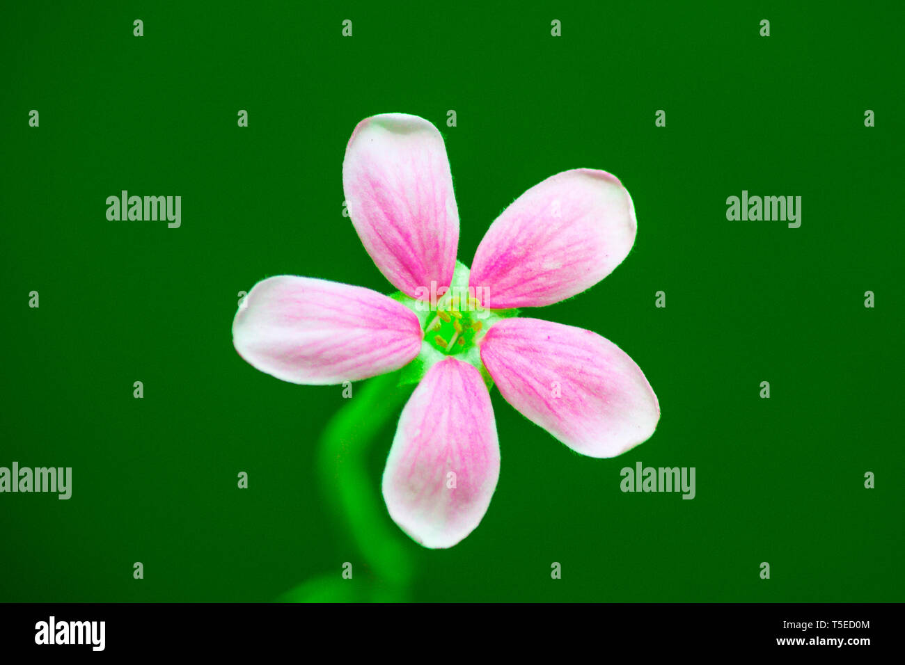 pink flower, visakhapatnam, andhra pradesh, India, Asia Stock Photo - Alamy