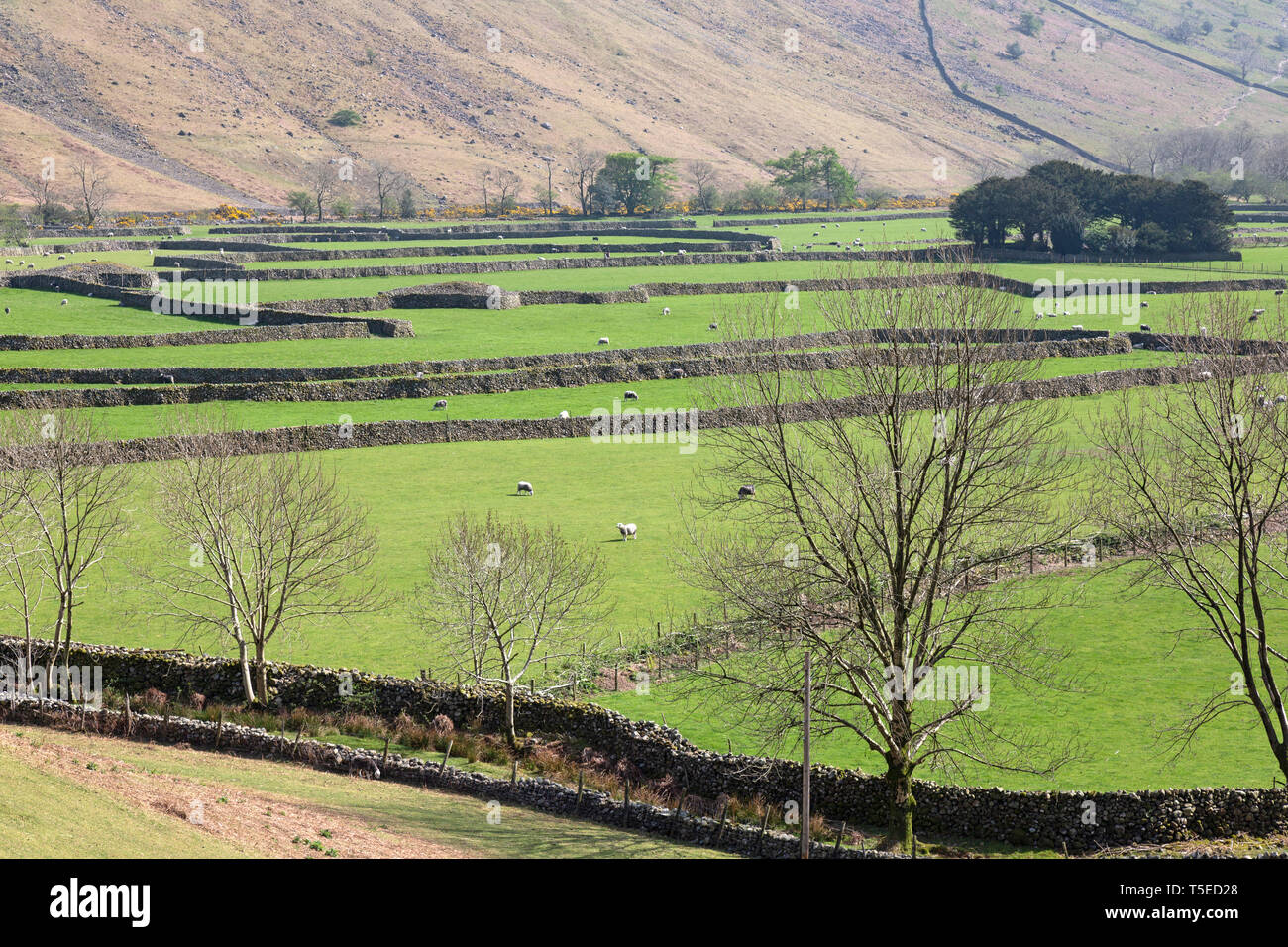 Dry stone wall sheep hi-res stock photography and images - Alamy