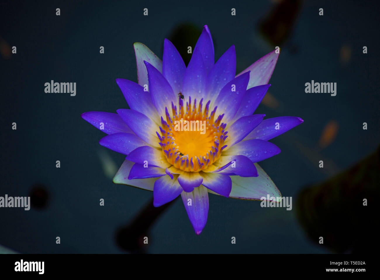 Indian blue lotus nelumbo nucifera hi-res stock photography and images ...