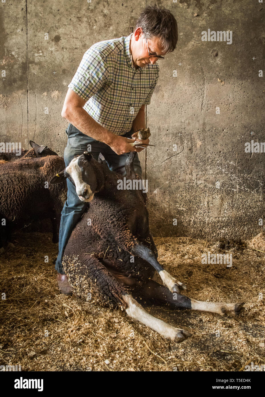 Farmer trims feet of sheep hi-res stock photography and images - Alamy