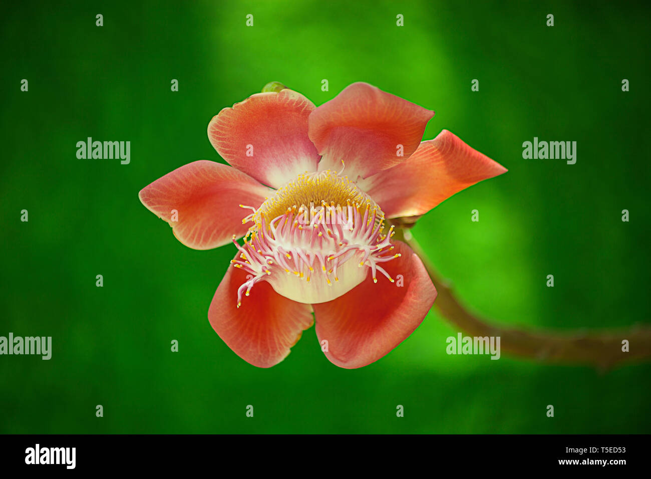 Cannonball tree flowers hi-res stock photography and images - Alamy