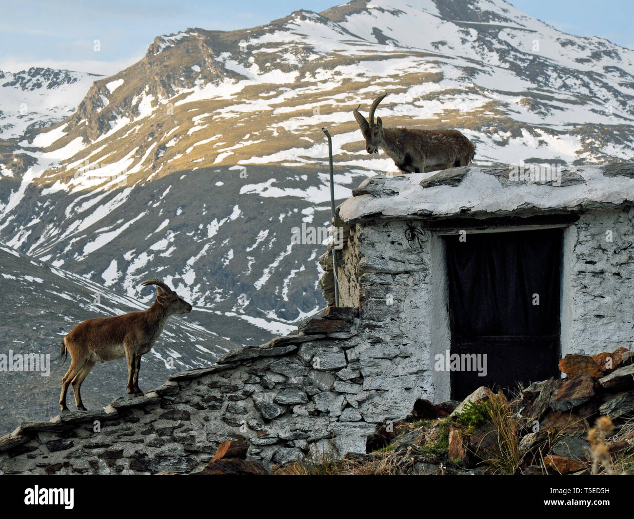 Wild goats on the roof of a corticho (farm house) in the shadow of snow ...