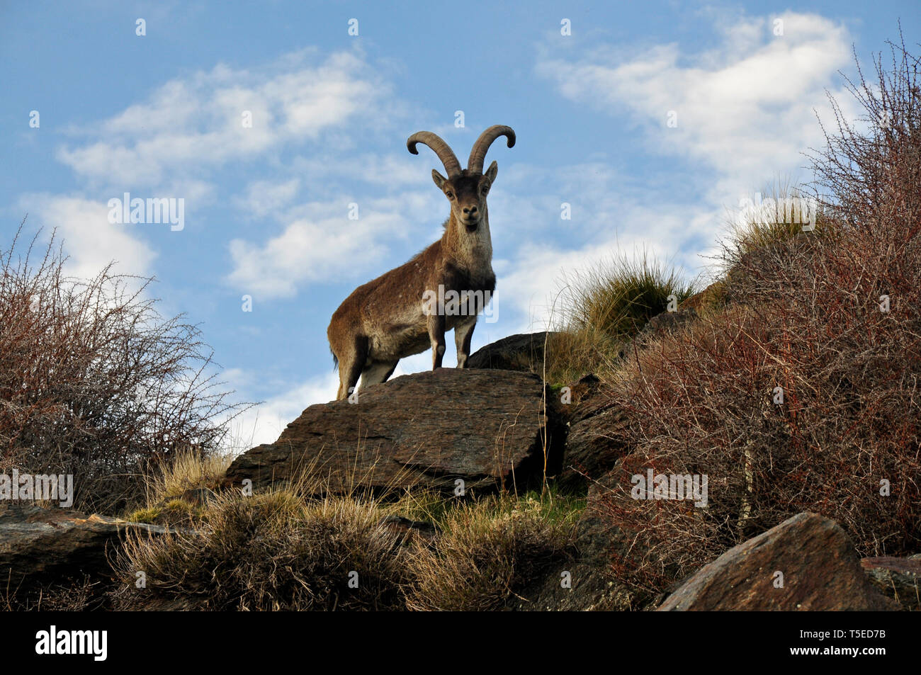 A wild mountain goat in the Sierra Nevada National Park near Capileira ...