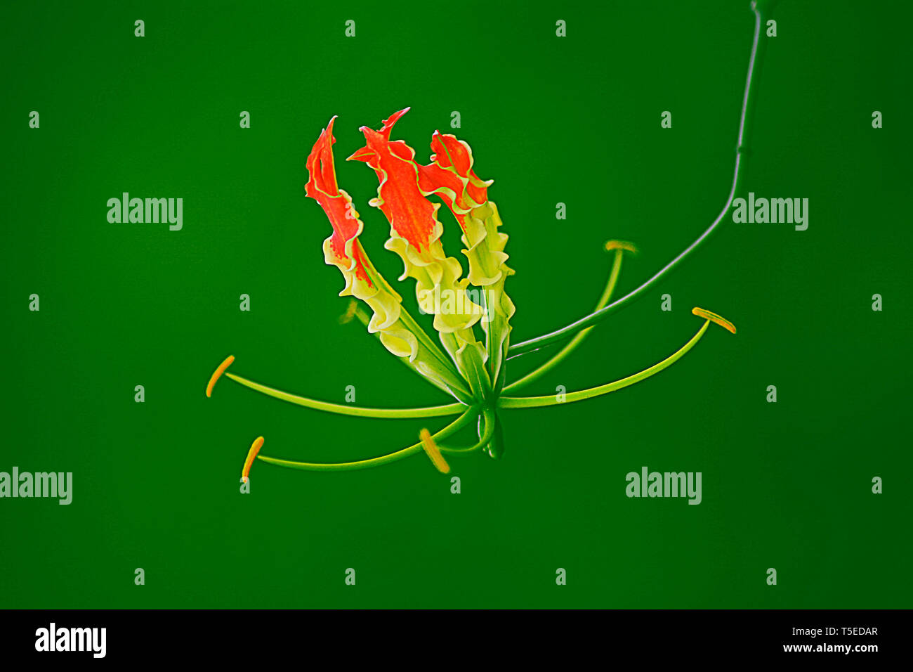 African fire lily hi-res stock photography and images - Alamy