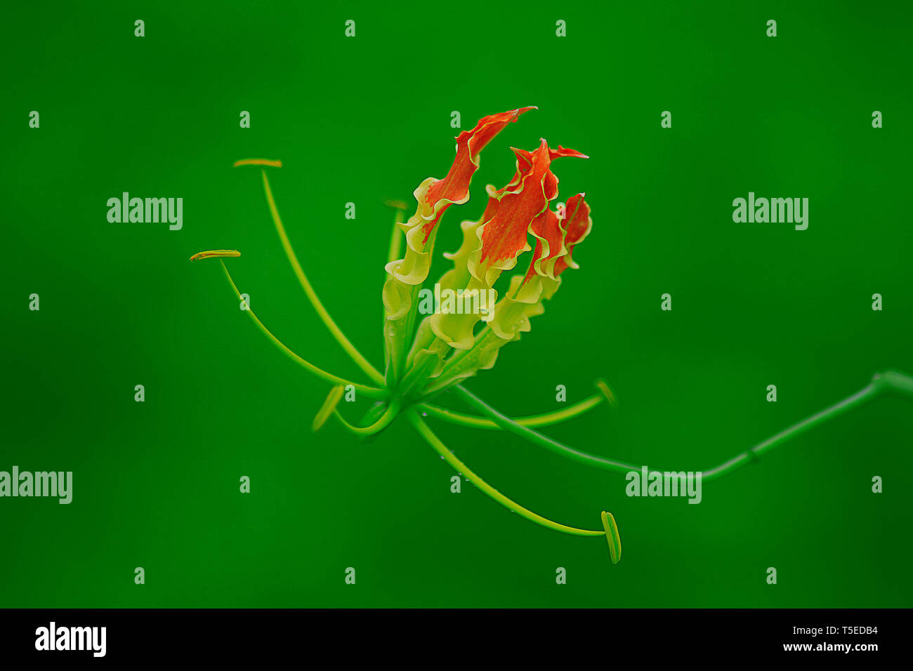 African fire lily, visakhapatna, andhra pradesh, India, Asia Stock ...