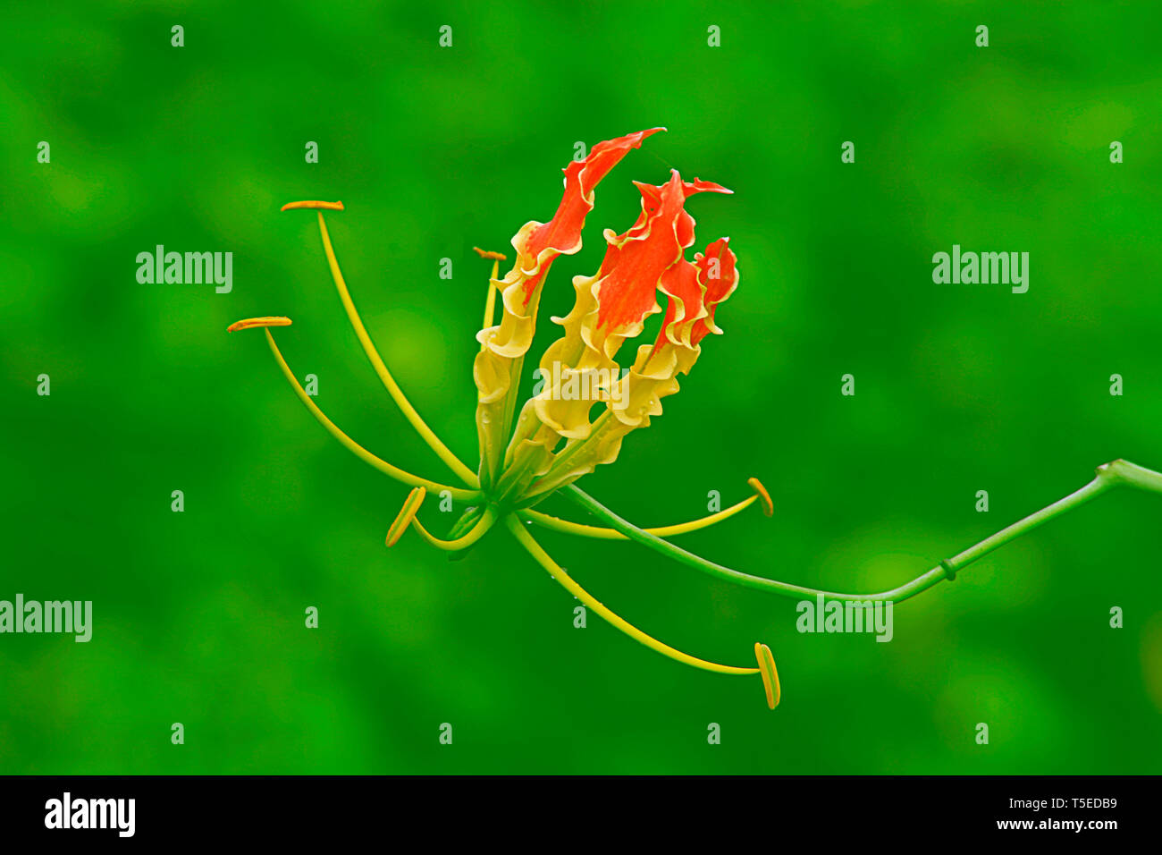 African fire lily hi-res stock photography and images - Alamy