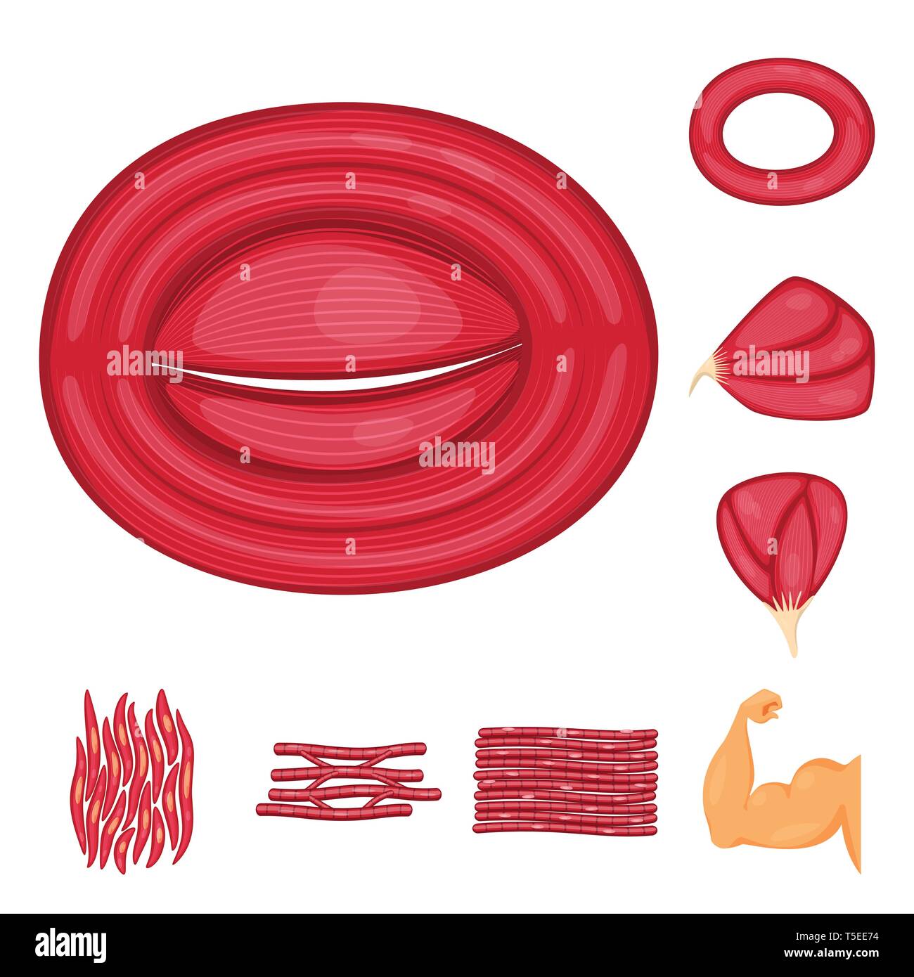 Vector design of muscle and cells sign. Set of muscle and anatomy stock ...