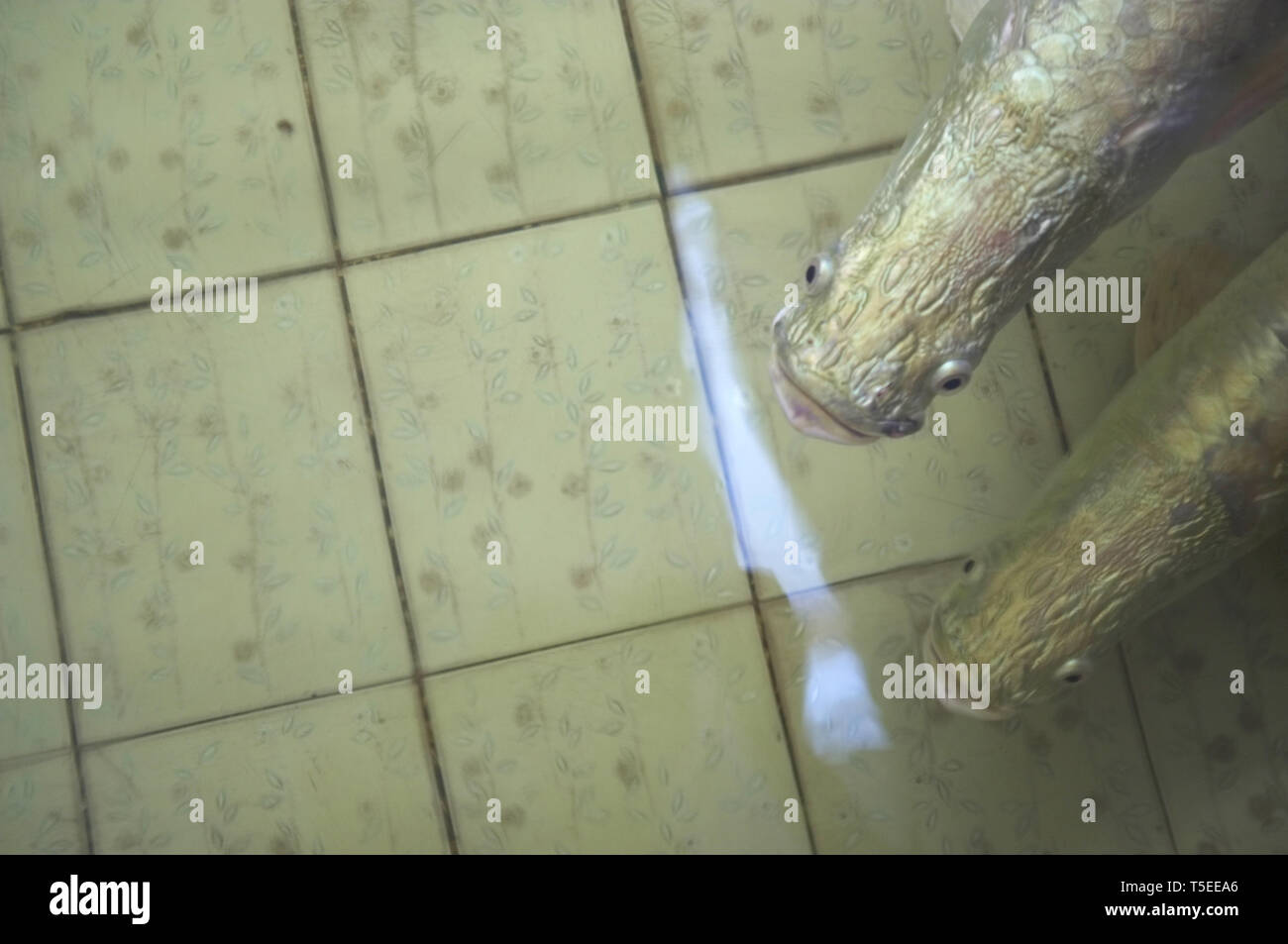Arapaima / Arapaima Gigas Inside An Aquarium Stock Photo - Alamy