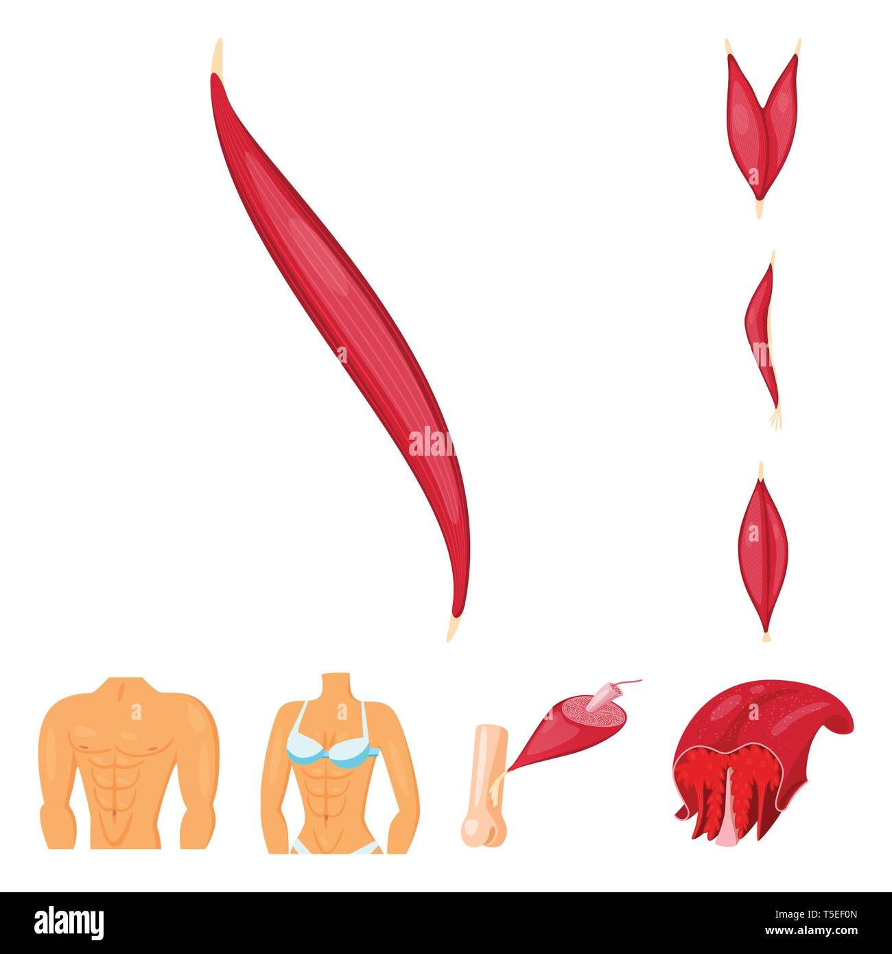 Isolated object of muscle and cells symbol. Collection of muscle and ...