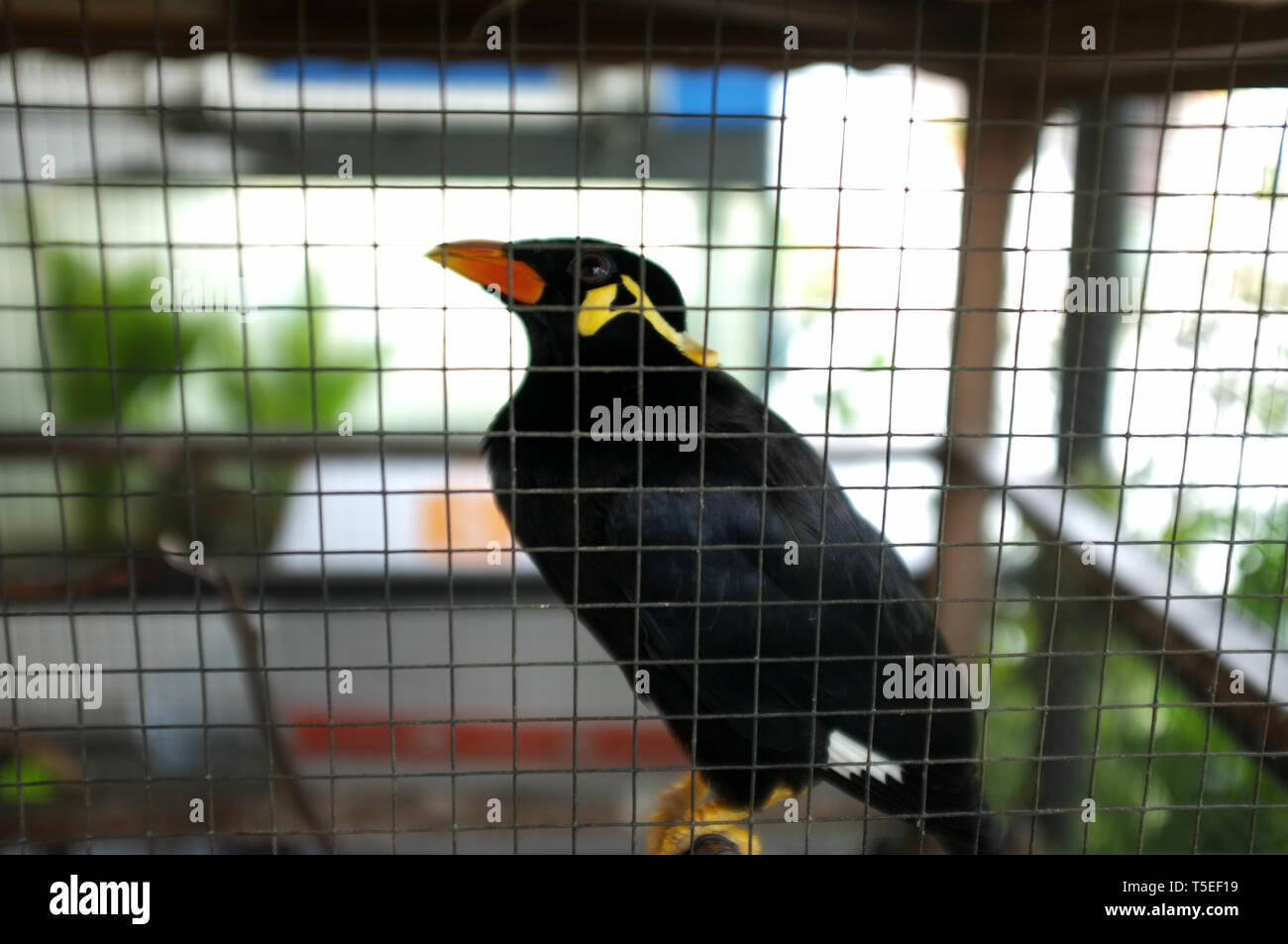 Common hill myna cage hi-res stock photography and images - Alamy