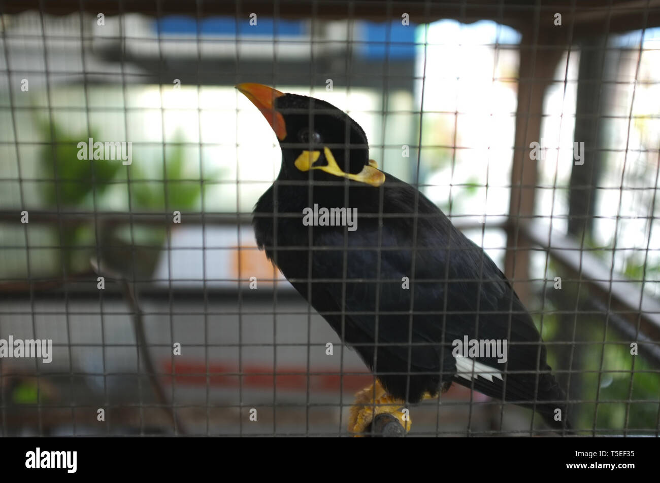 Common hill myna cage hi-res stock photography and images - Alamy