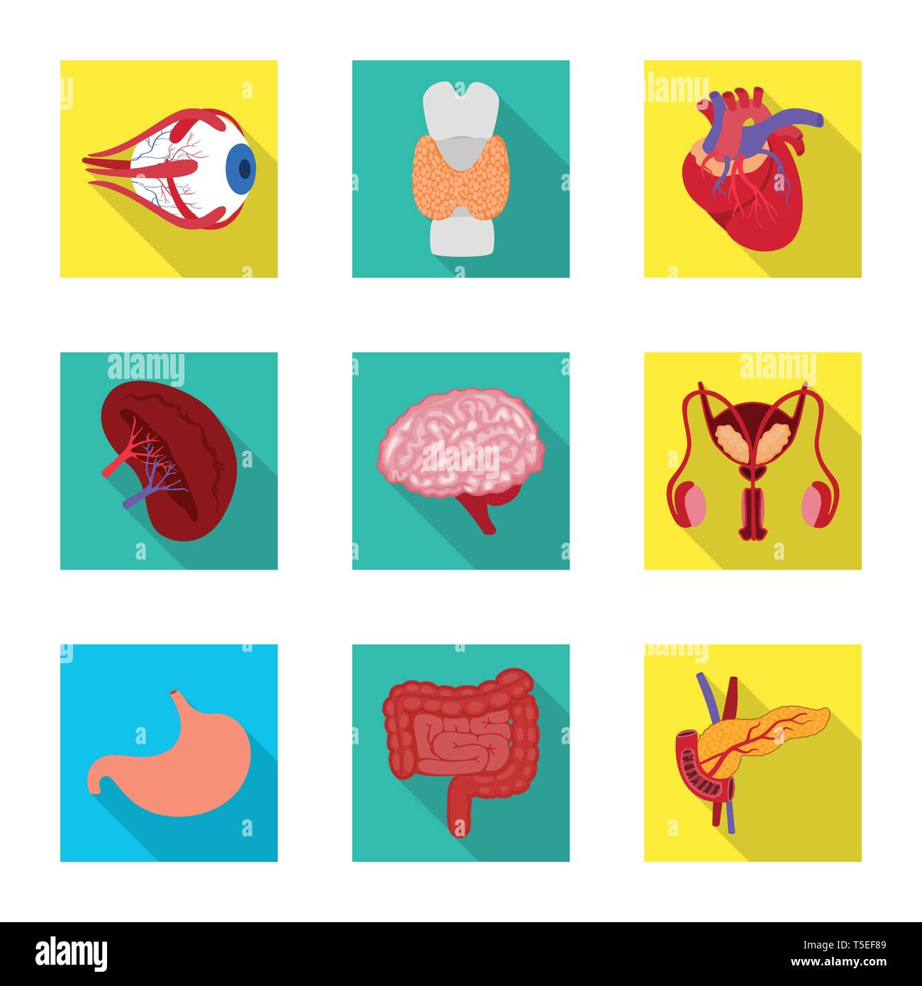 eyeball,dorsal,heart,kidney,brain,urinary,stomach,intestine,pancreas ...