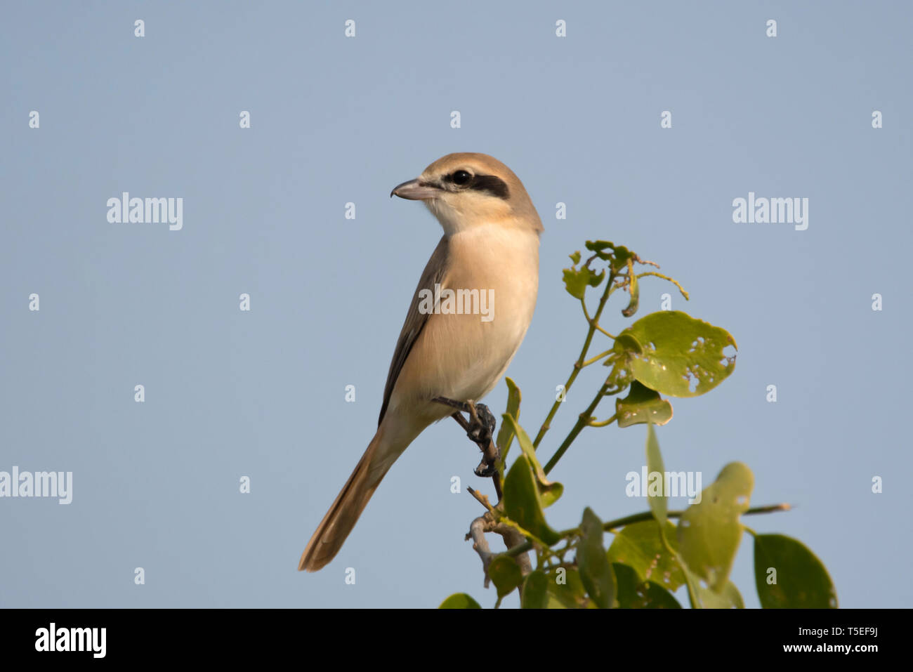 Isabelline shrike or Daurian shrike, Lanius isabellinus, Greater Rann ...