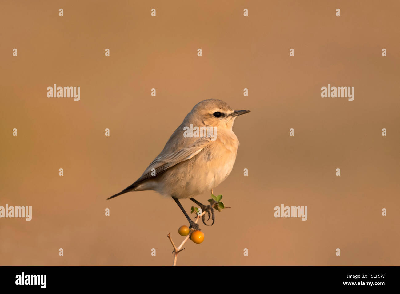 Isabelline wheatear, Oenanthe isabellina, Greater Rann of Kutch ...