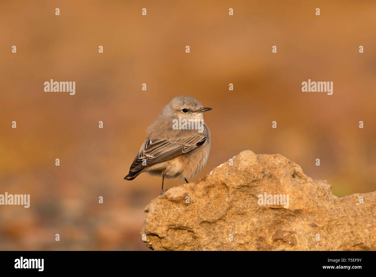 Red-tailed wheatear, Oenanthe chrysopygia, Greater Rann of Kutch ...