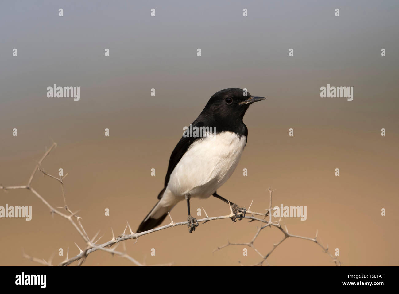 Variable wheatear, Oenanthe picata, Greater Rann of Kutch, Gujarat ...