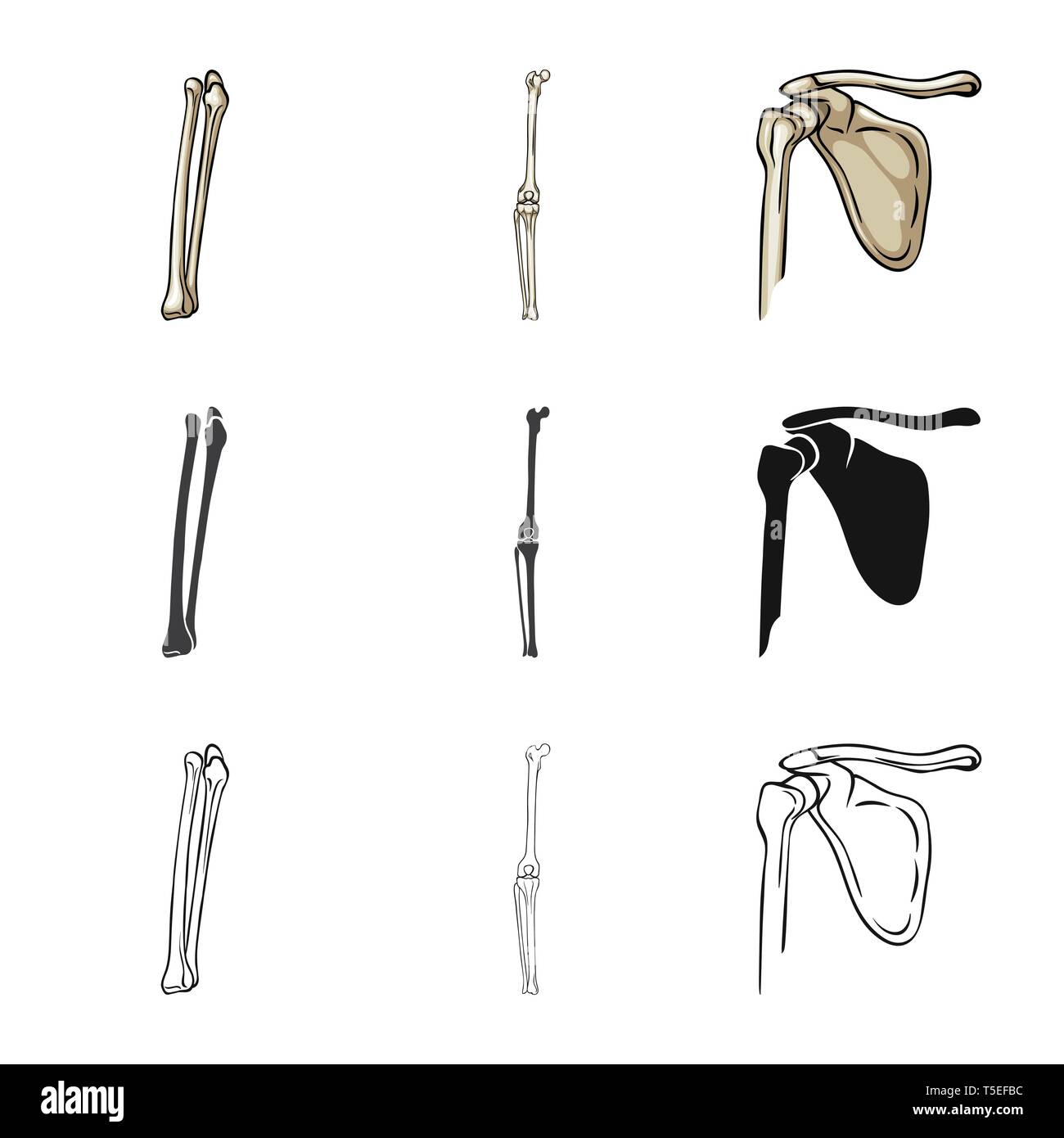 femur,knee,joint,pelvis,leg,meniscus,hip,body,pelvic,tibia,foot,fibula ...