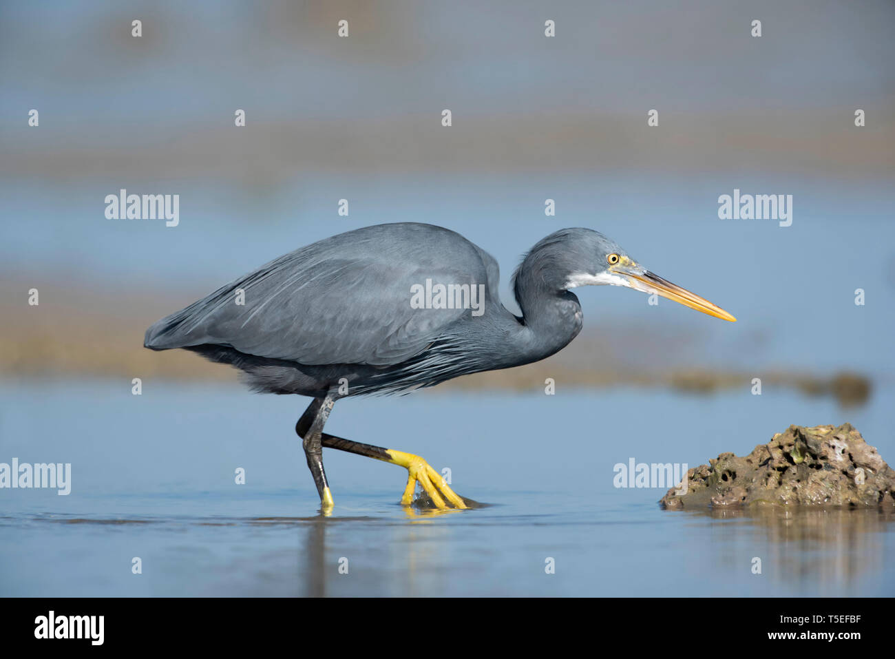 Blue gularis hi-res stock photography and images - Alamy