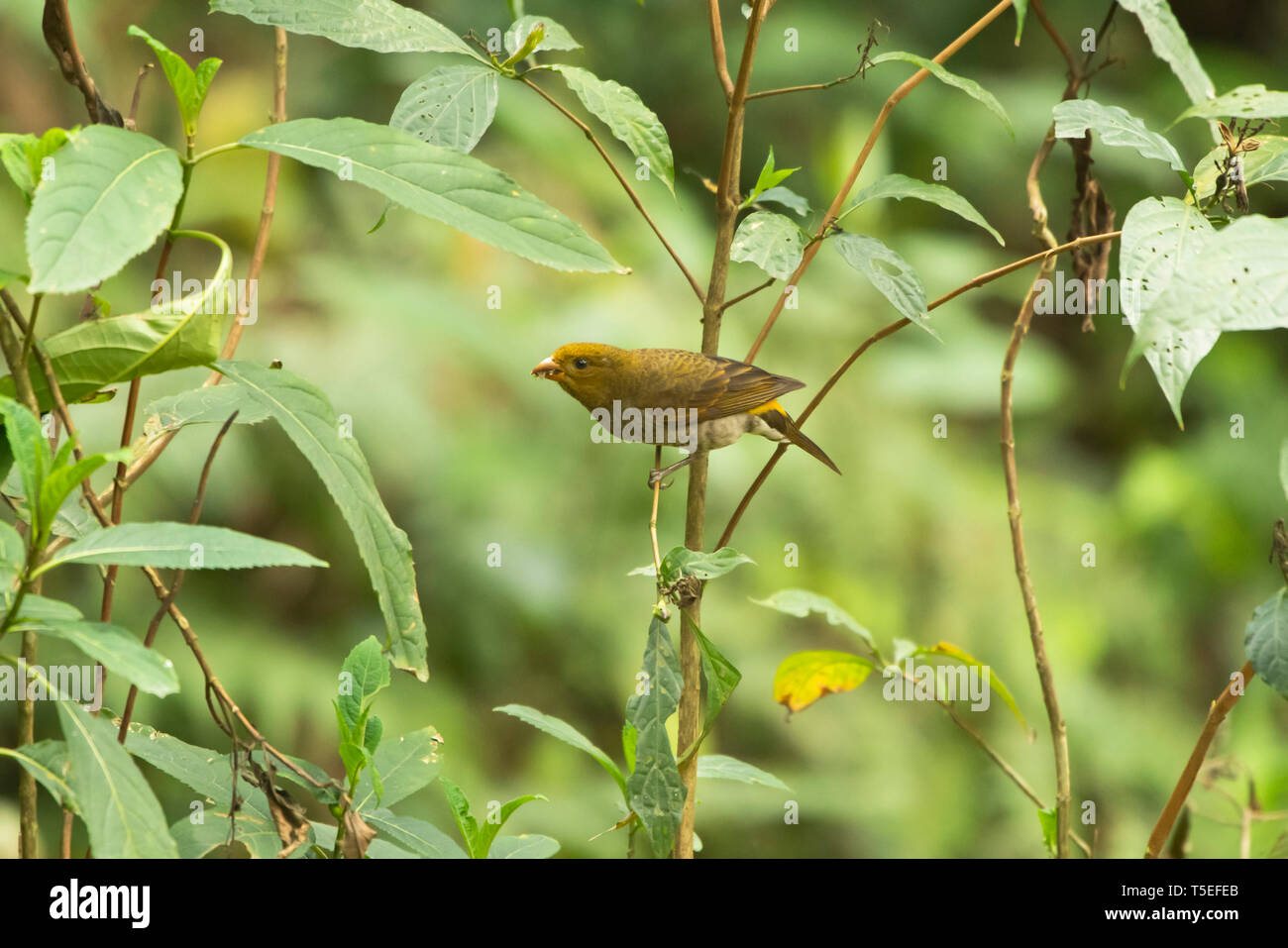 Scarlet finch, female, Carpodacus sipahi, Latpanchar, Mahananda ...