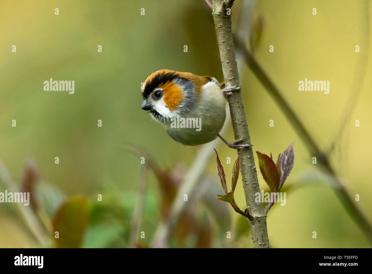Black-throated parrotbill, Suthora nipalensis, Eastern Himalayan Birds ...