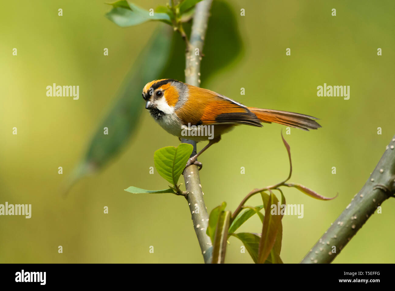 Black-throated parrotbill, Suthora nipalensis, Eastern Himalayan Birds ...