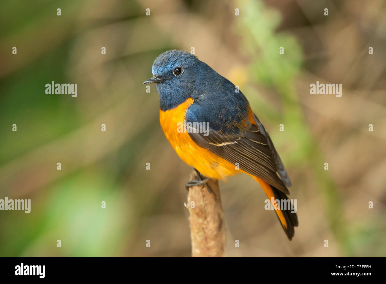 Blue fronted redstart, male, Phoenicurus frontalis, Eastern Himalaya ...