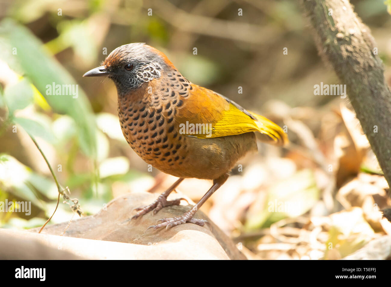 Chestnut-crowned laughingthrush, Trochalopteron erythrocephalum ...