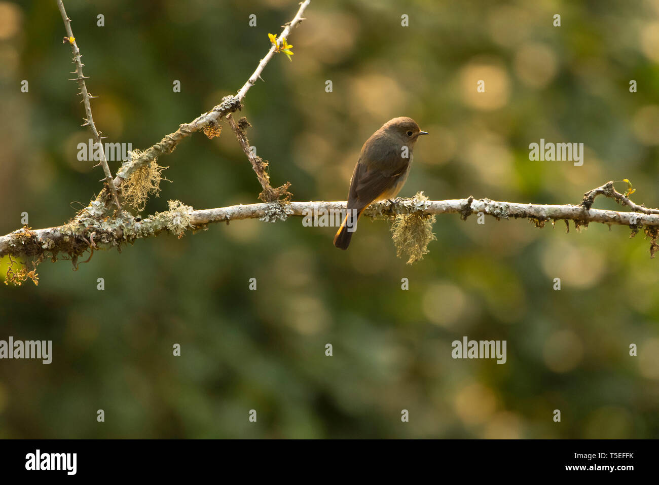 Blue-fronted redstart, female, Phoenicurus frontalis, Eastern Himalayan ...