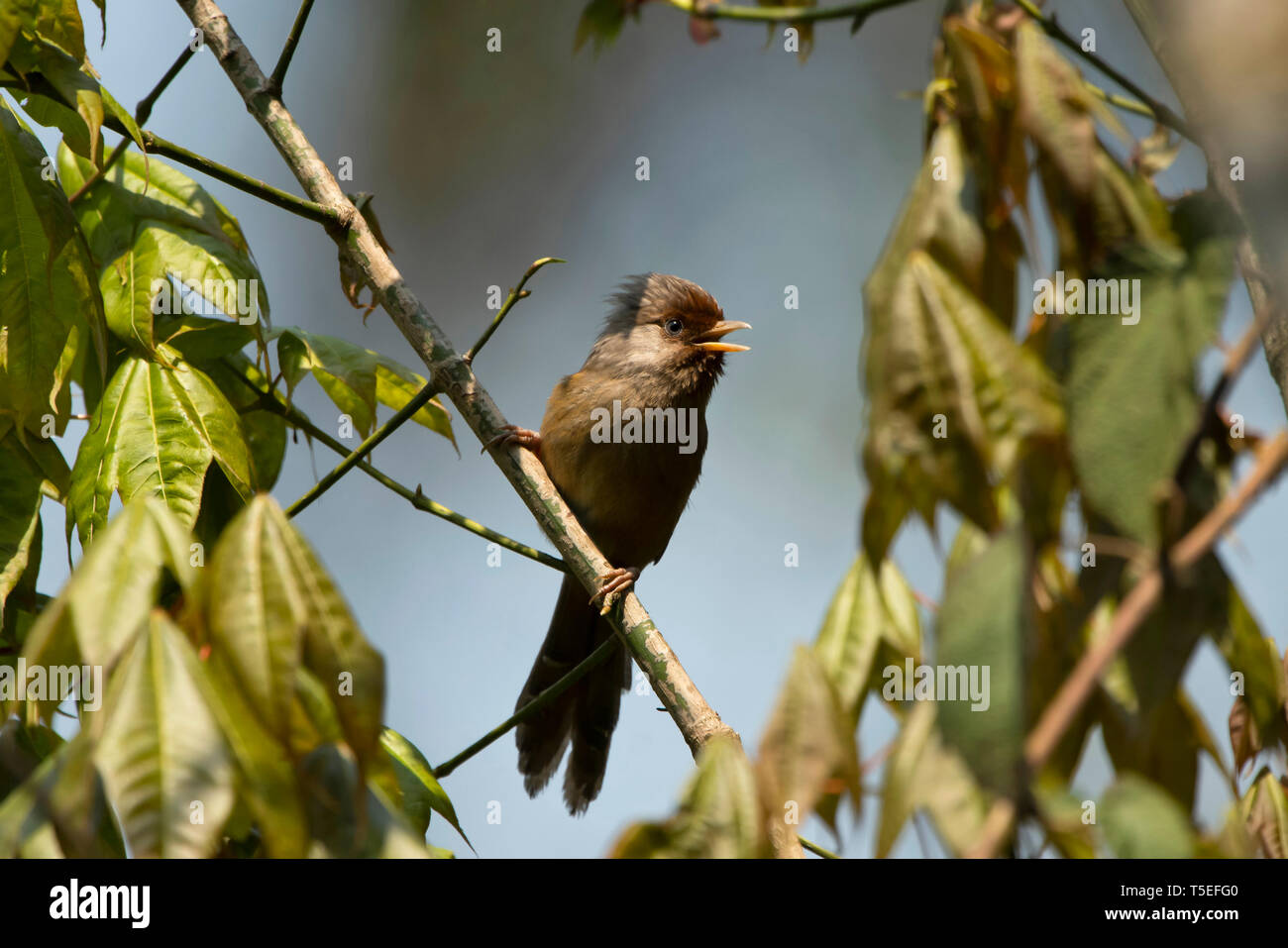Rusty-fronted barwing, Actinodura egertoni, Eastern Himalayan Birds ...