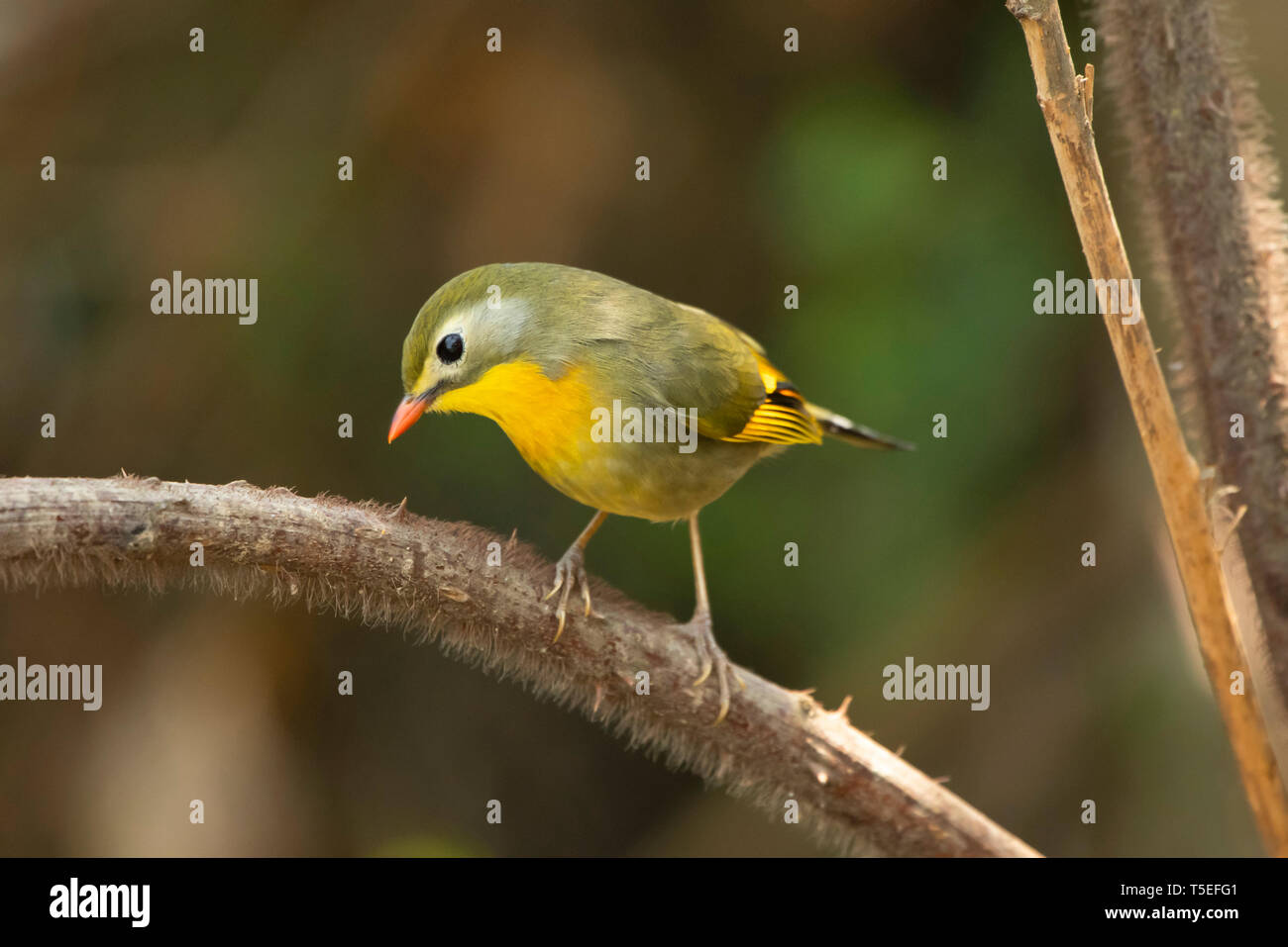 Red-billed leiothrix, Leiothrix lutea, Eastern Himalayan Birds, Lava ...