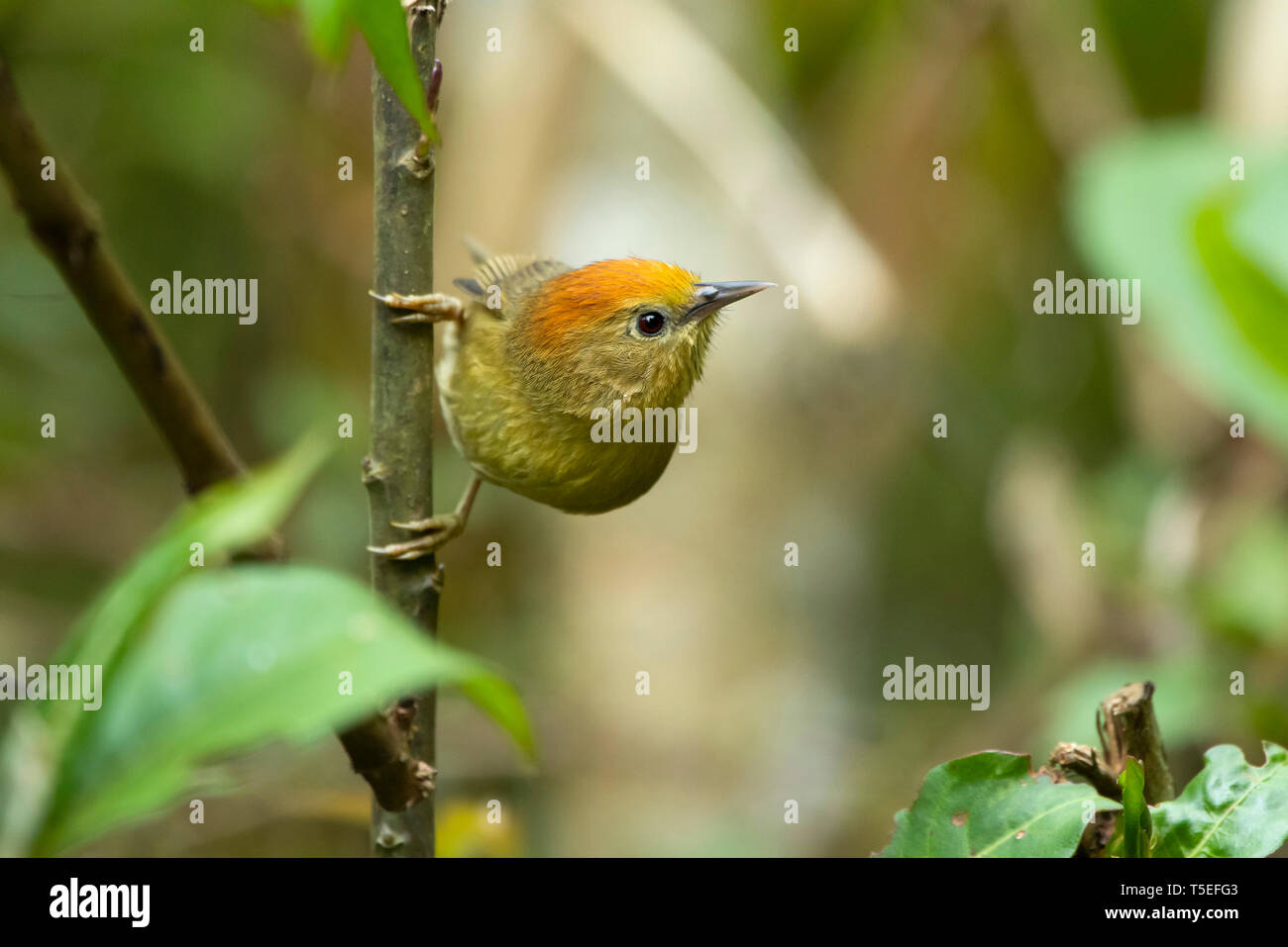 Rufous-capped babbler, Stachyridopsis ruficeps, Lava, India Stock Photo ...
