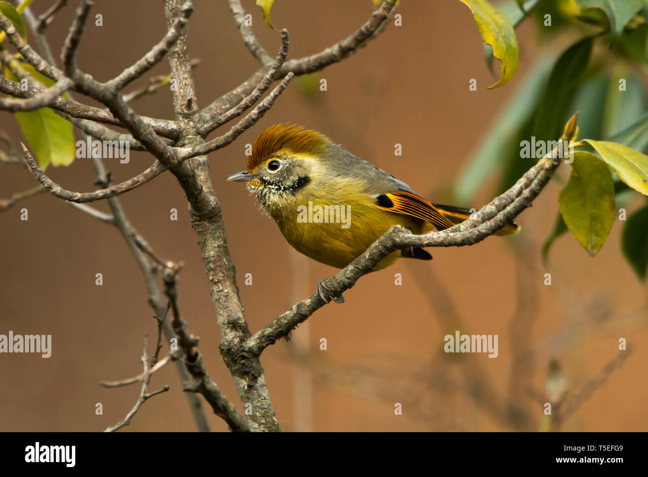 Eastern himalayan birds singalila national park hi-res stock ...