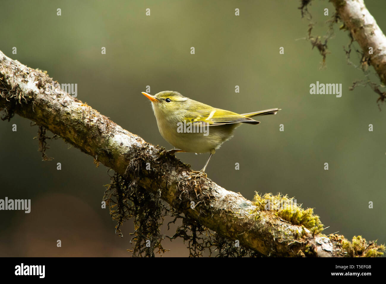 Phylloscopus reguloides hi-res stock photography and images - Alamy